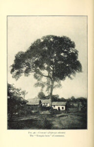 【香り植物・ハーブ図鑑】トンカビーンズ Tonkabeans