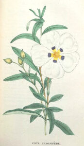 【香り植物・ハーブ図鑑】ラブダナム Labdanum