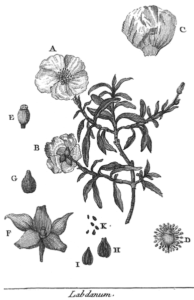 【香り植物・ハーブ図鑑】ラブダナム Labdanum